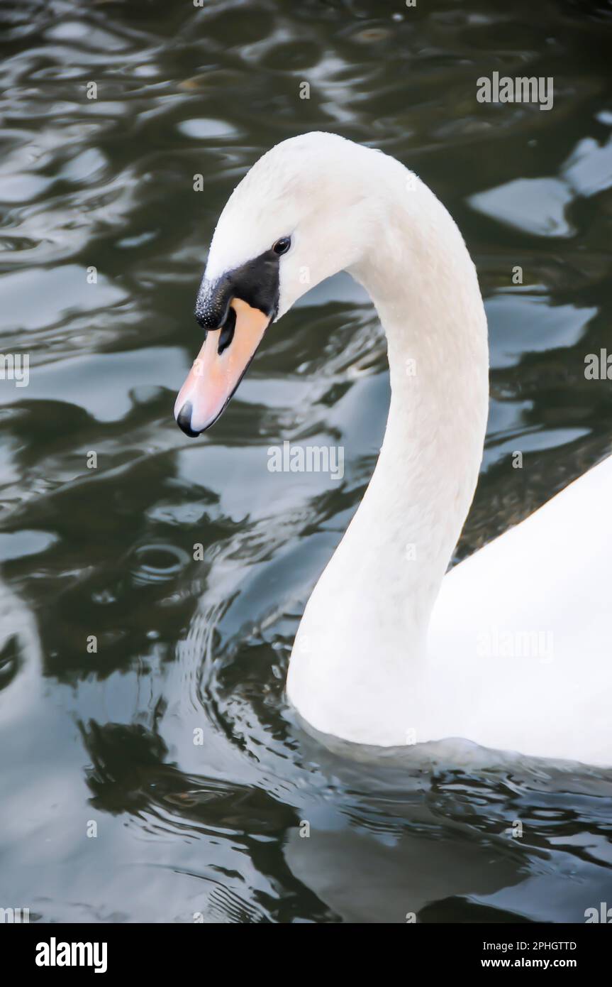 Swan full view hi-res stock photography and images - Alamy
