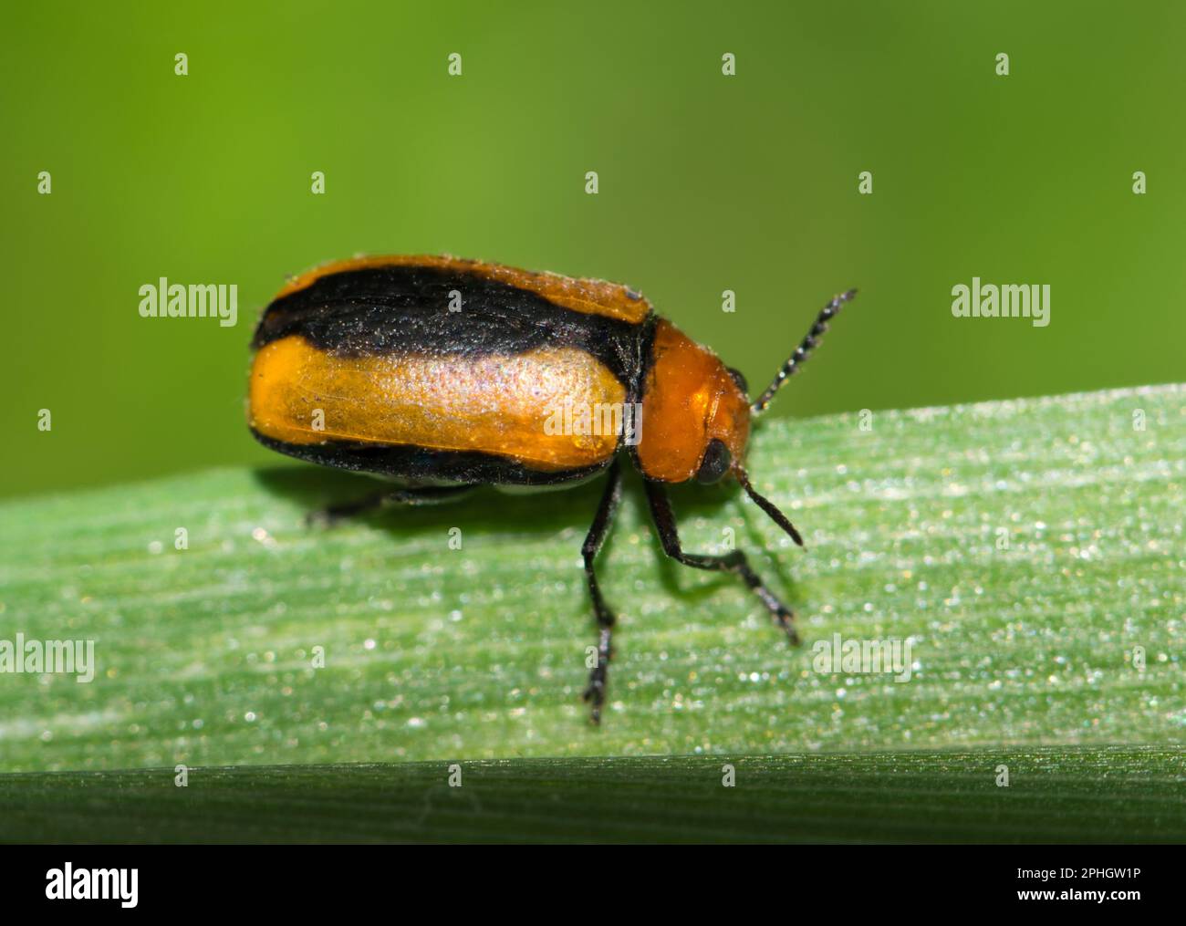 Clay-colored Leaf Beetle (Anomoea laticlavia) on a blade of grass ...