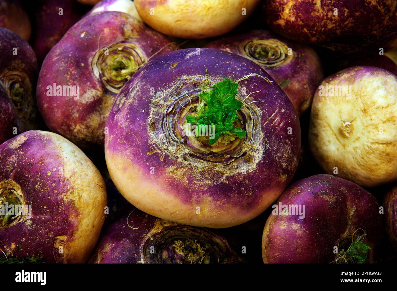 Turnip Vegetable