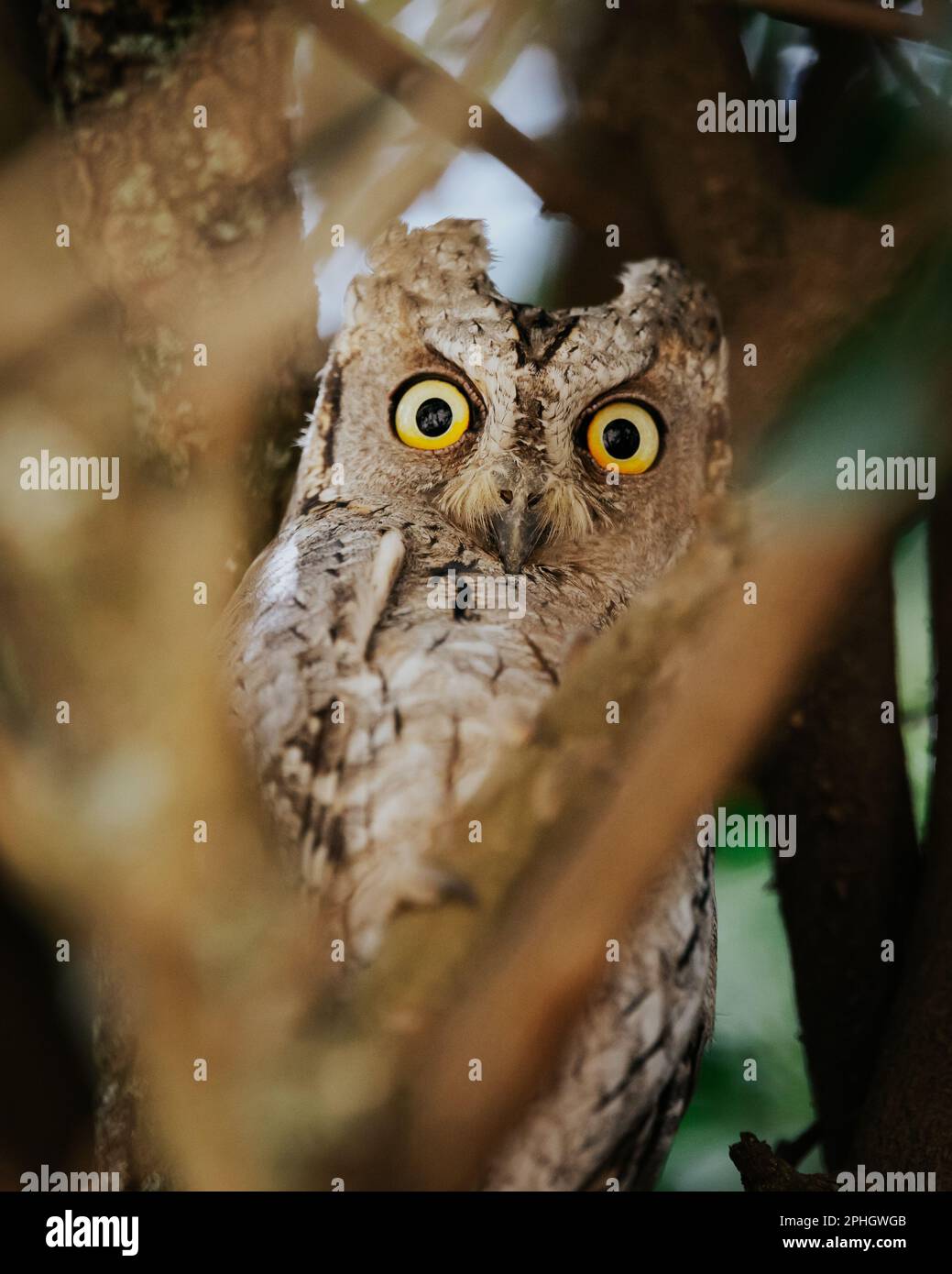 A majestic great horned owl perched on a branch in its natural habitat ...