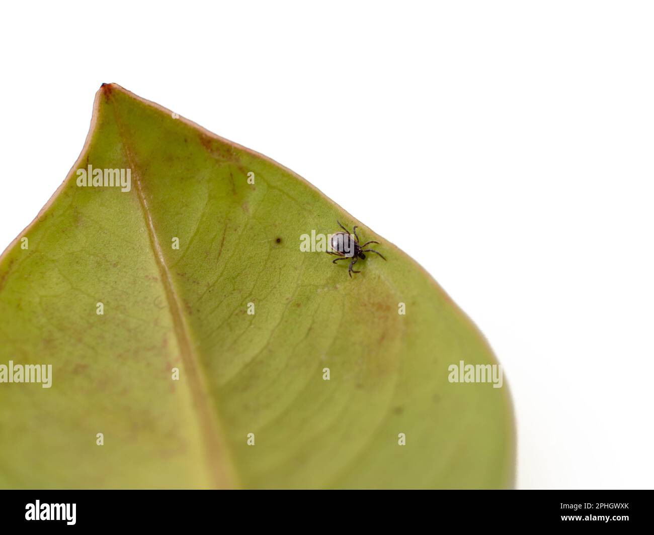 Tick on a green leaf on a white background. Dog tick. Close-up Stock ...