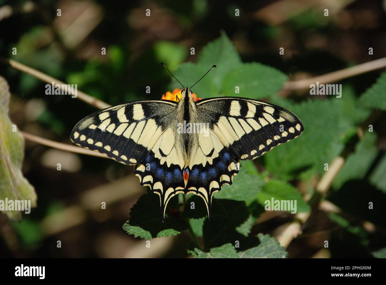 Swallowtail butterflies (seen here in Rethymnon,Crete) are large ...