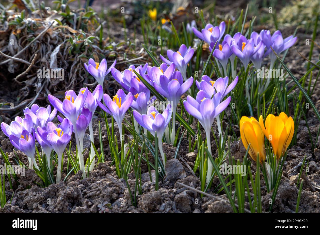Species Crocus flowering in early spring afternoon sunlight Stock Photo ...