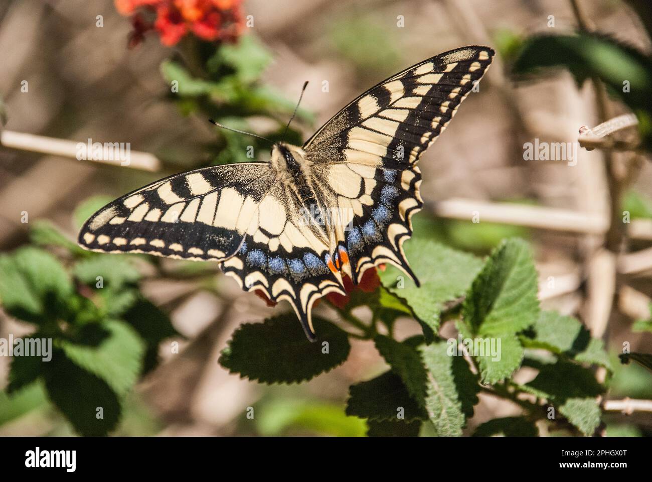 Family papiliondae hi-res stock photography and images - Alamy