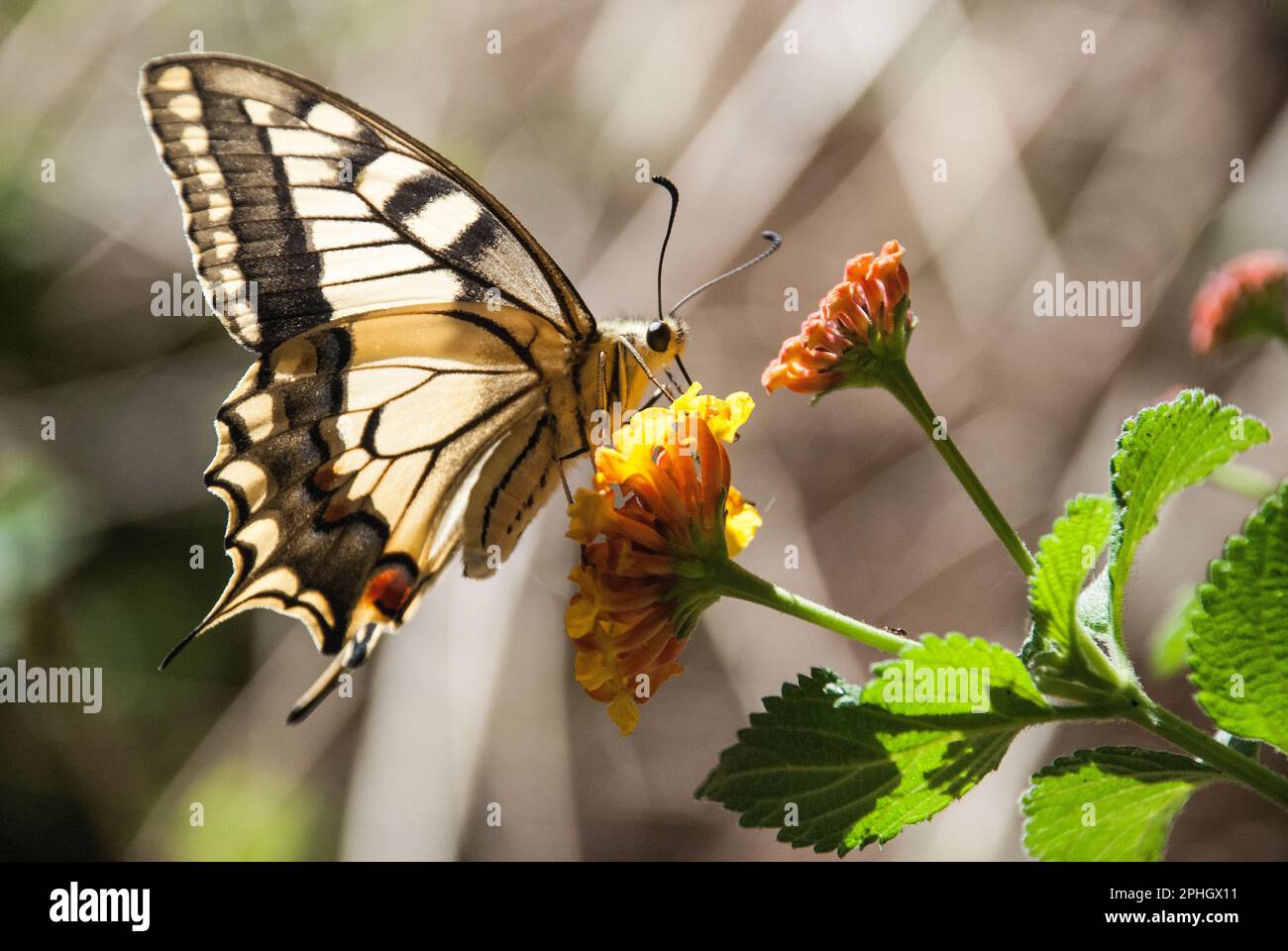 Swallowtail butterflies (seen here in Rethymnon,Crete) are large ...