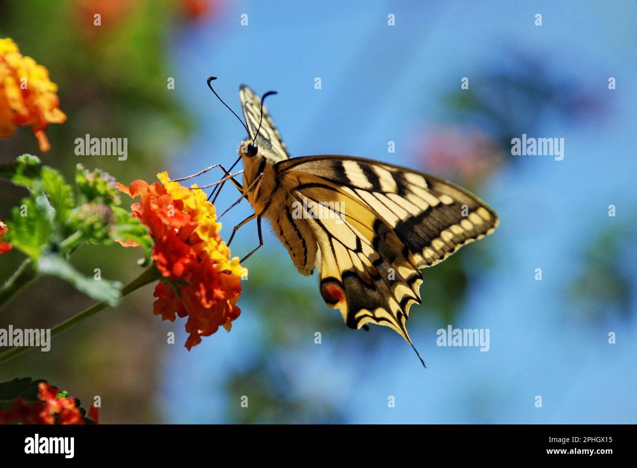 Large family of butterflies hi-res stock photography and images - Alamy