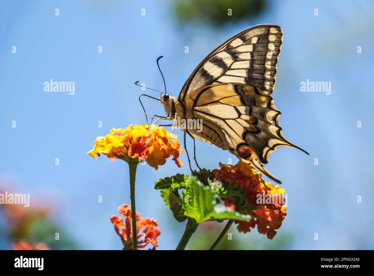 Large family of butterflies hi-res stock photography and images - Alamy