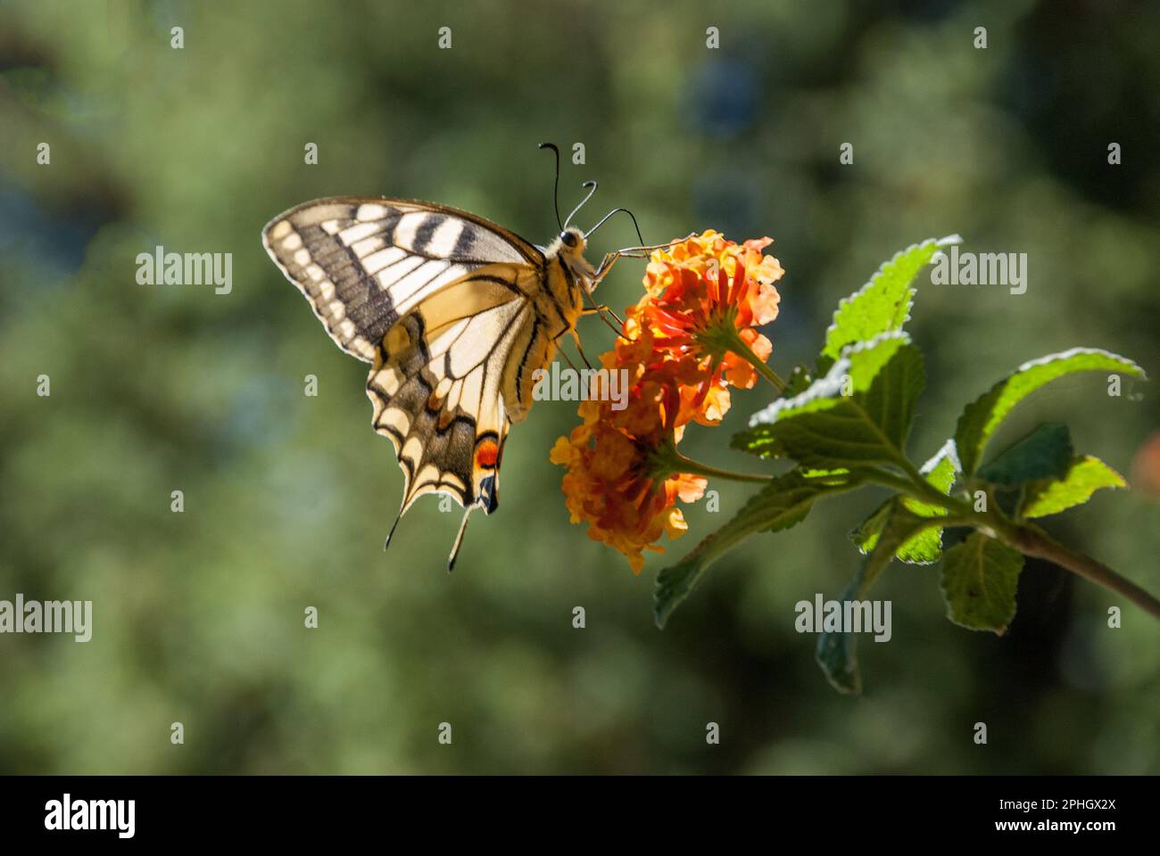 Swallowtail butterflies (seen here in Rethymnon,Crete) are large ...