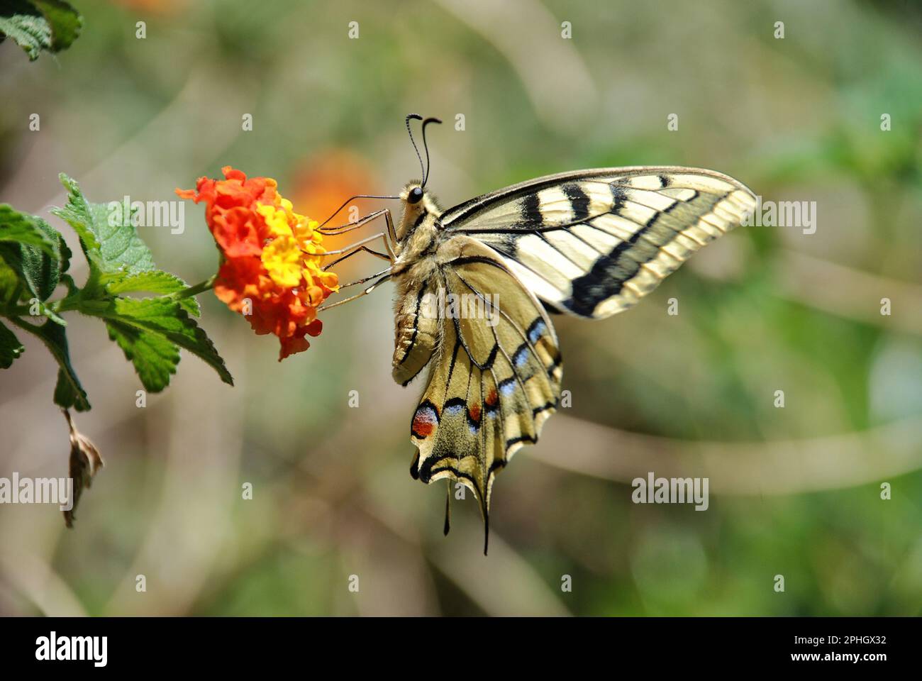 Beautiful swallowtail butterfly, Papilio machaon, seen in Rethymnon ...