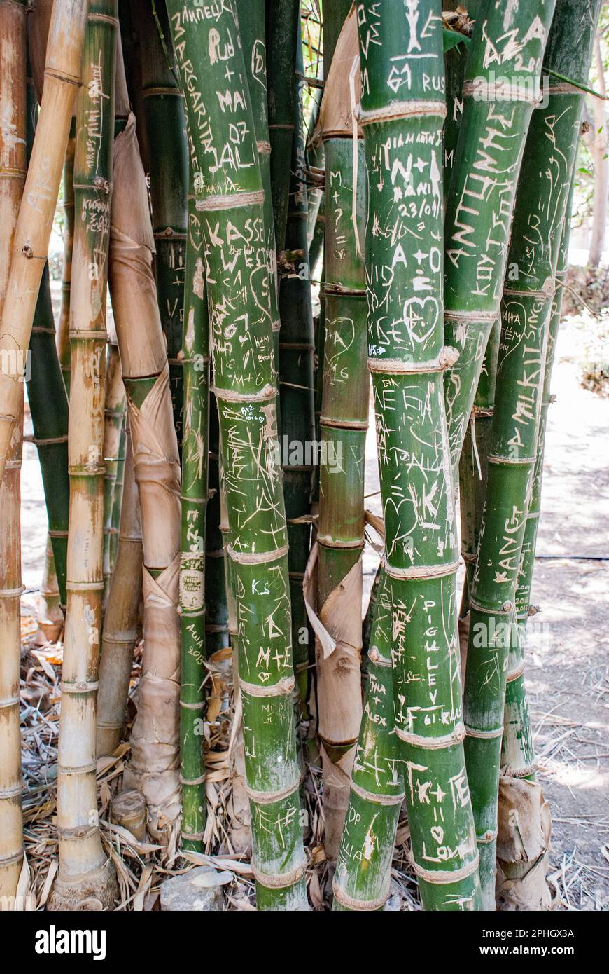 Different sort of graffiti with scarring to bamboo canes . Unusual ...