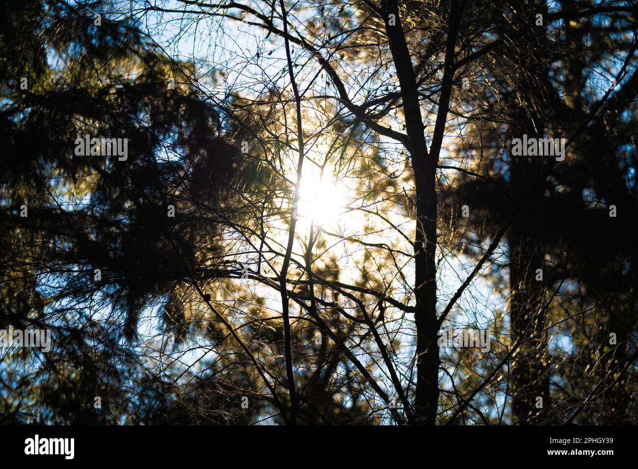 A beautiful, sunny day in the forest is depicted, with rays of sunshine ...