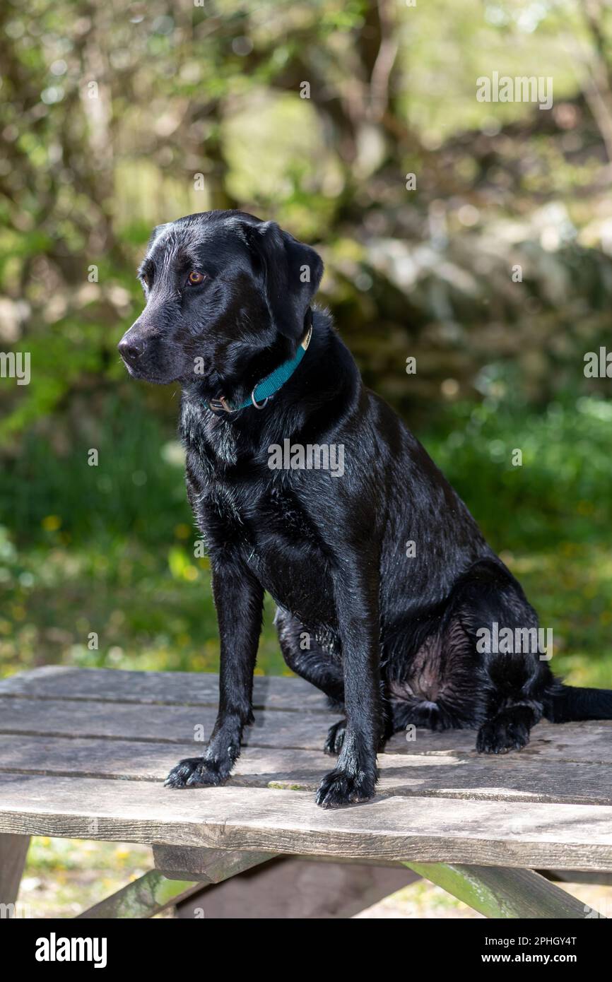 Portrait of a young black Labrador sitting on a picnic table Stock ...
