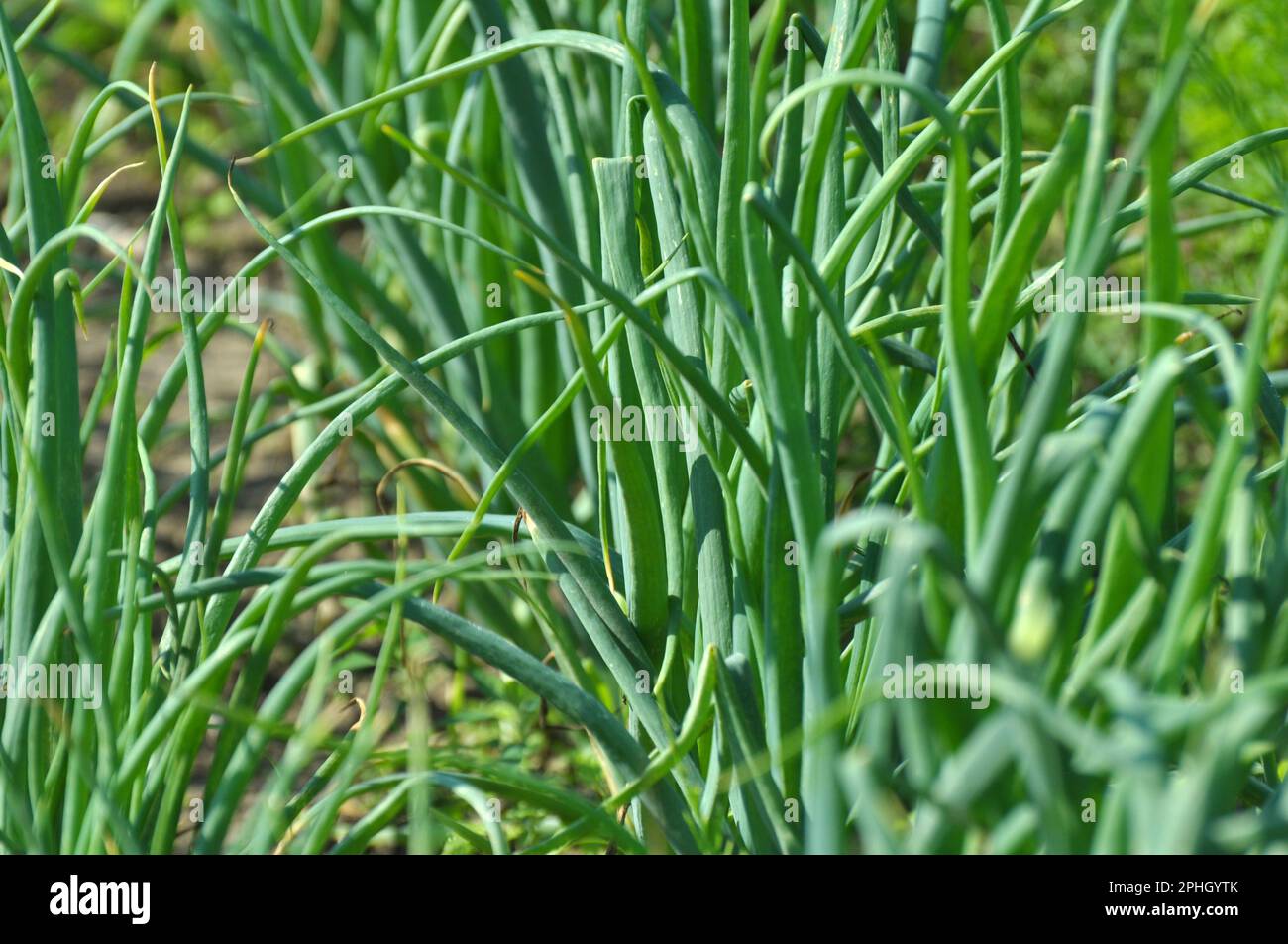 Young green onions grow in the spring in the garden Stock Photo - Alamy