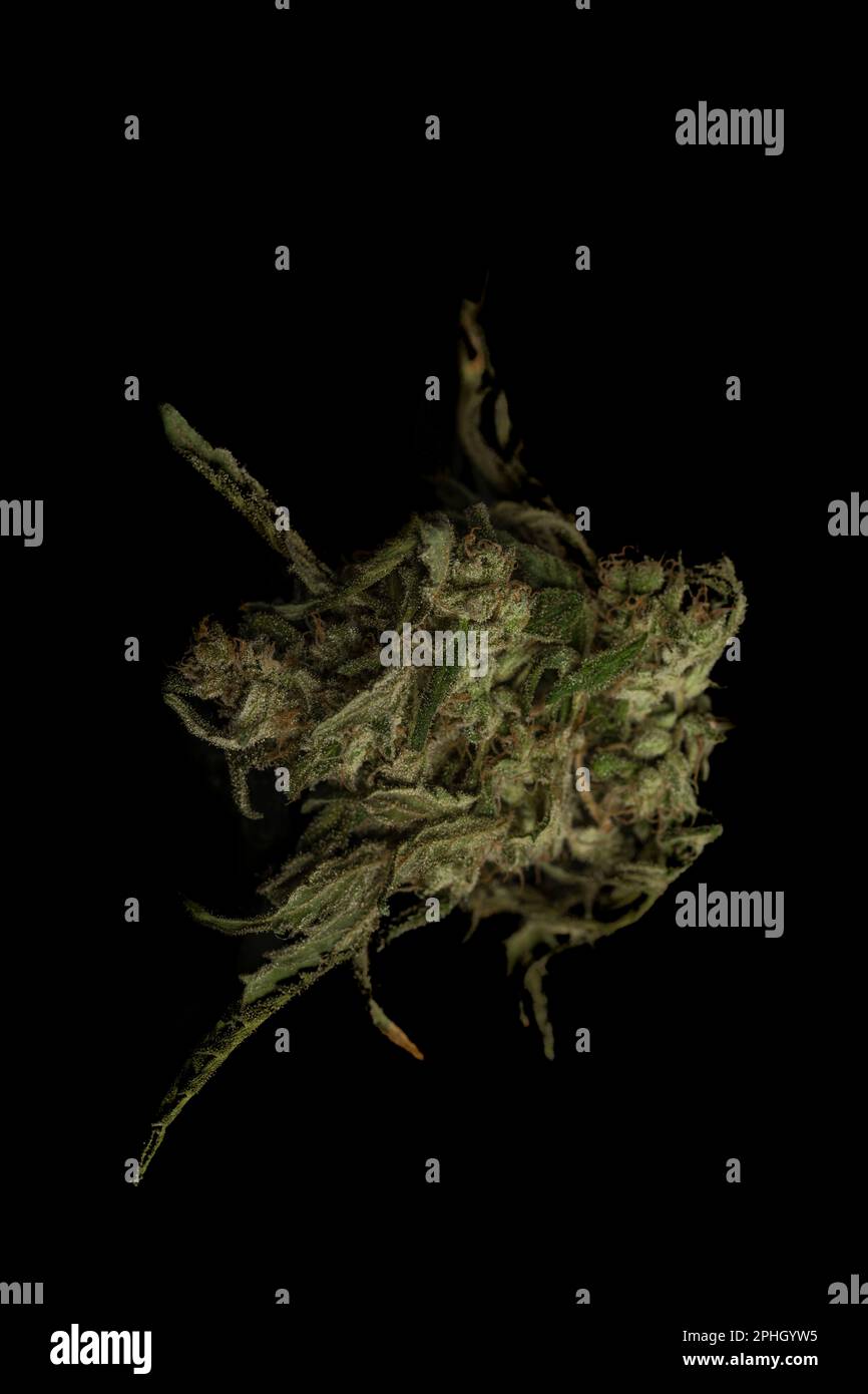Dry ripened marijuana dark green bloom with black background Stock ...