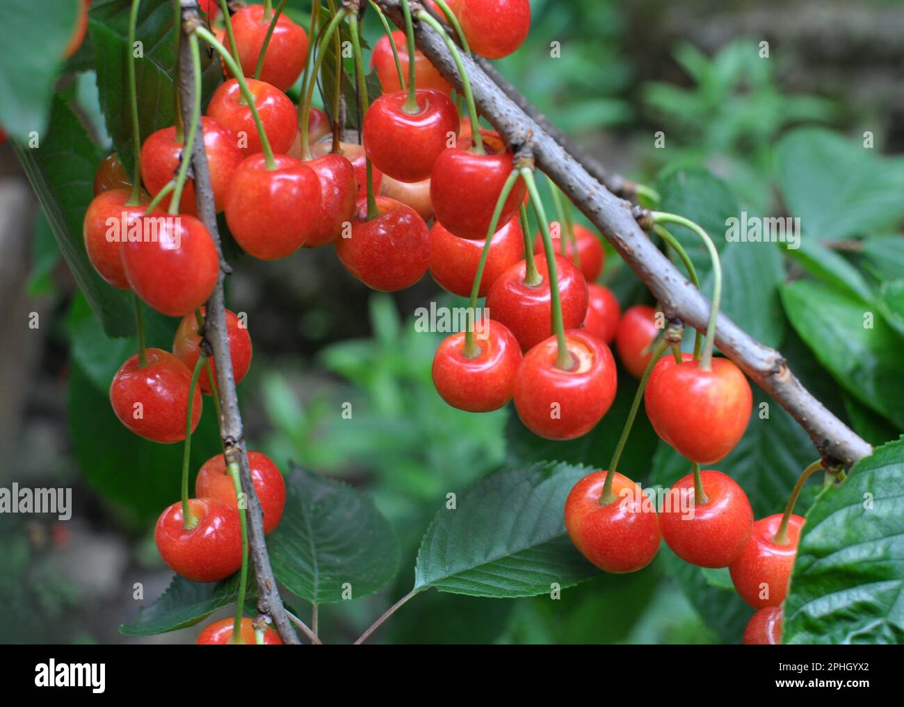 On a tree branch, ripe red berries sweet cherry (Prunus avium Stock ...