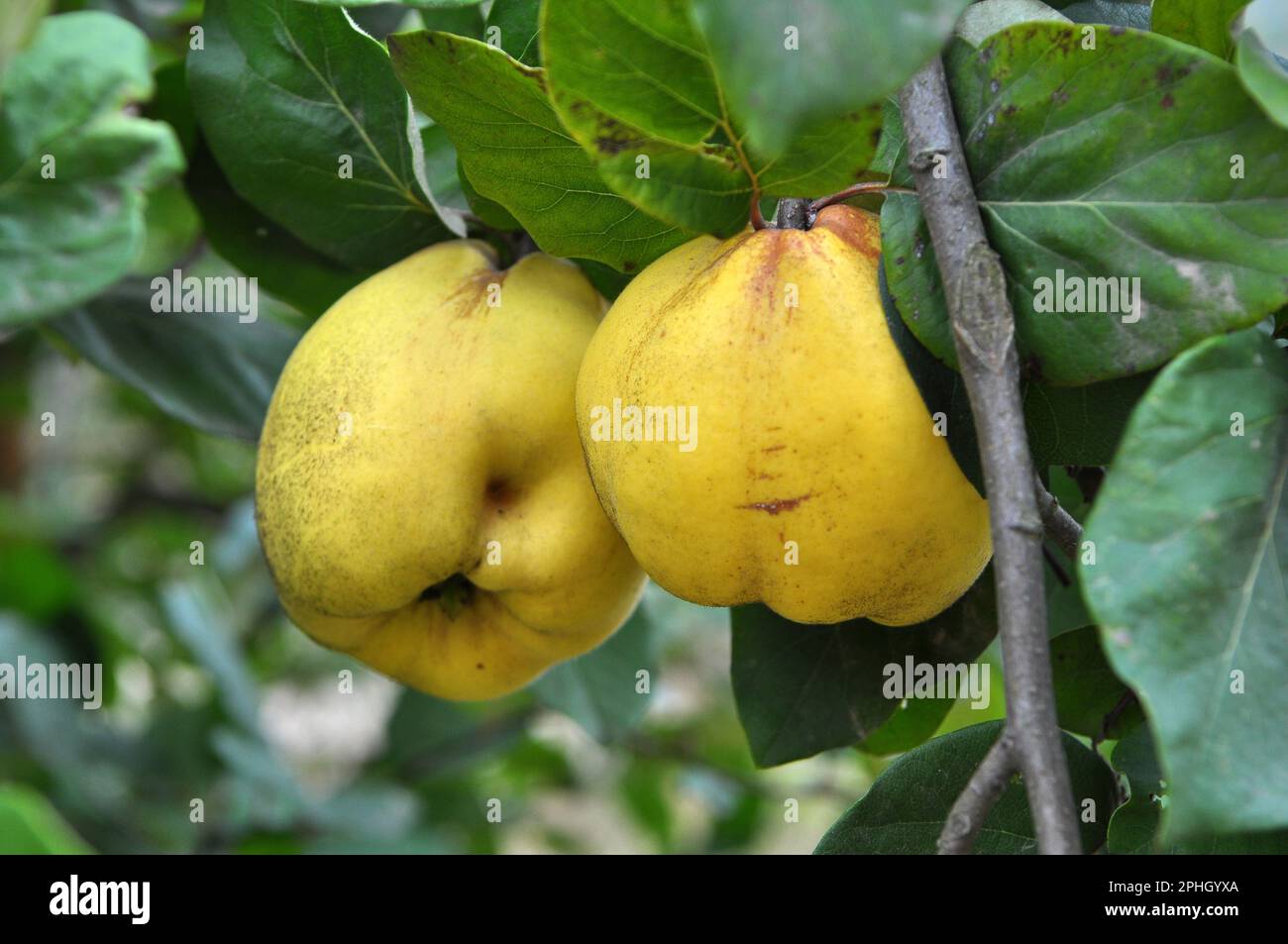 Quince (Cydonia oblonga) fruits ripen on the branch of the bush Stock ...