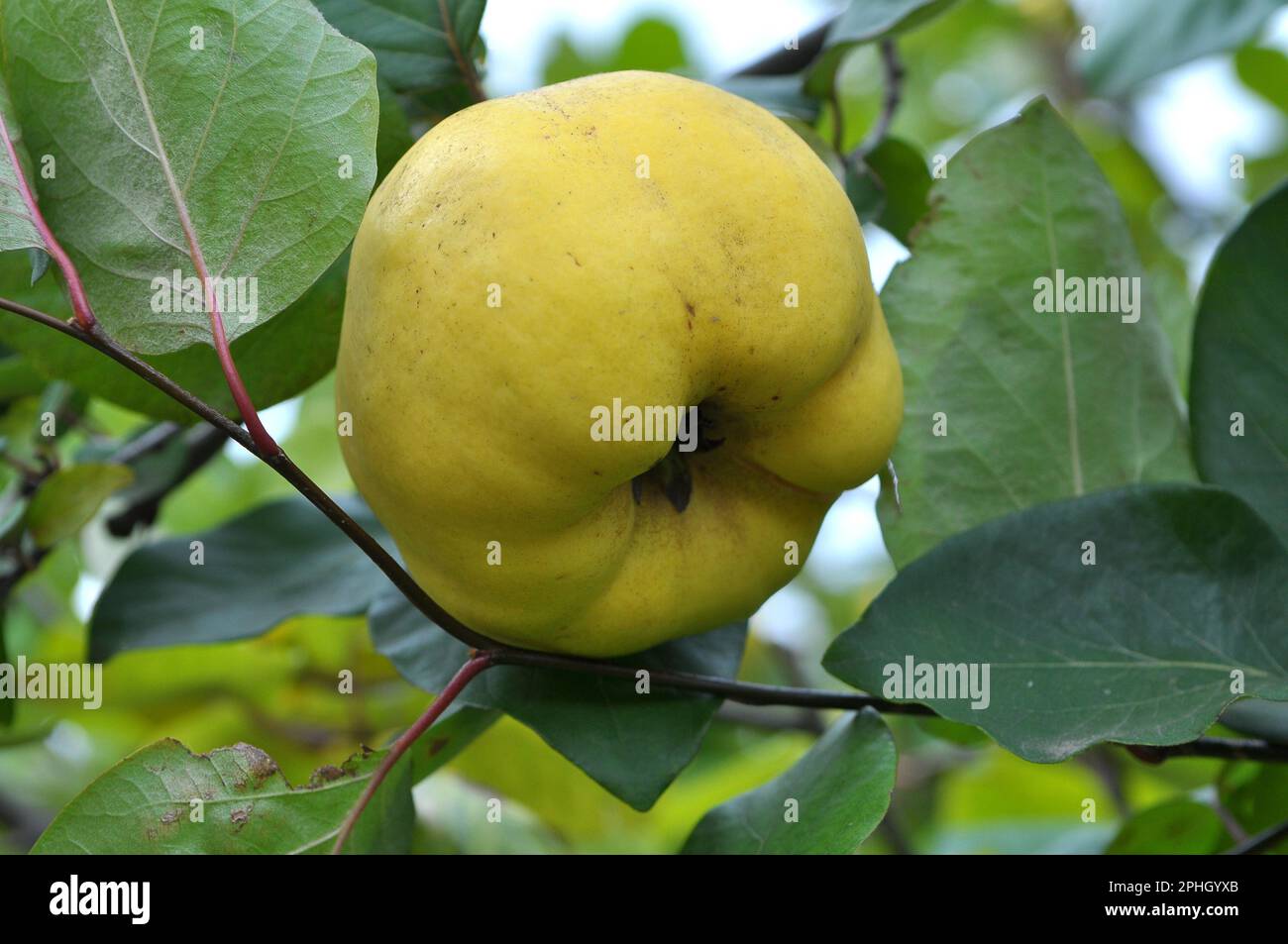 Quince (Cydonia oblonga) fruits ripen on the branch of the bush Stock ...