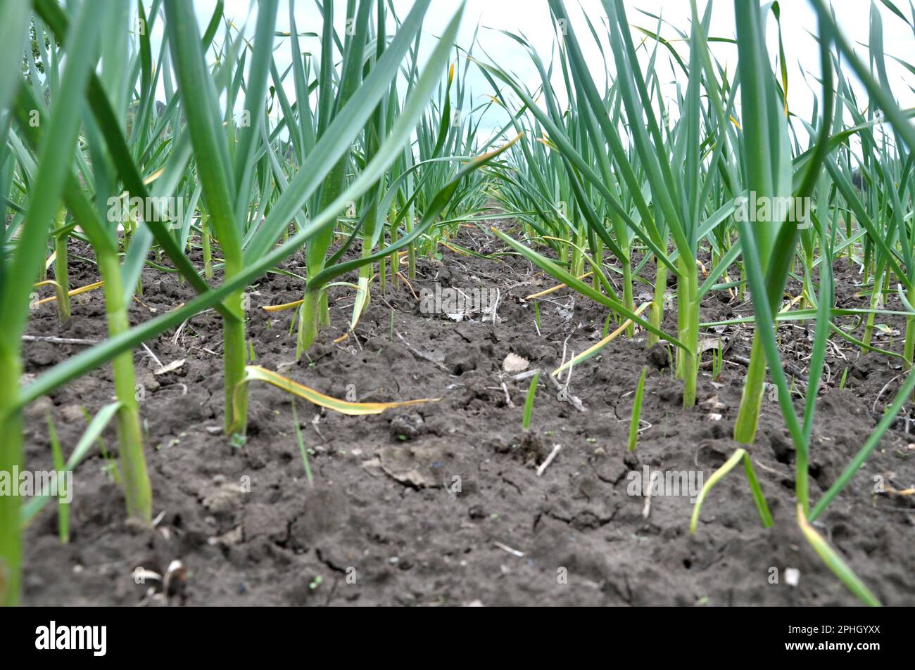 In the field in open organic soil garlic grows Stock Photo - Alamy