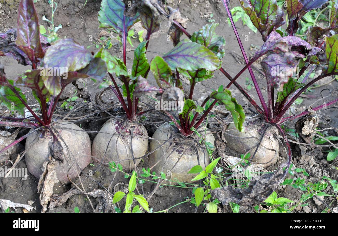 The red beet grows in open organic soil Stock Photo - Alamy