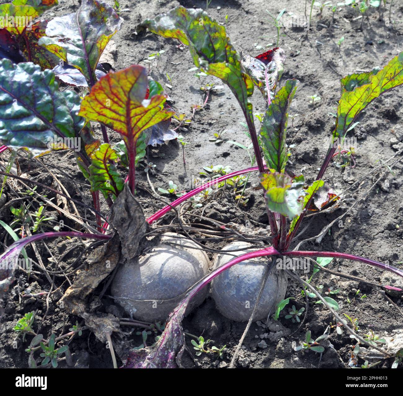 The red beet grows in open organic soil Stock Photo - Alamy