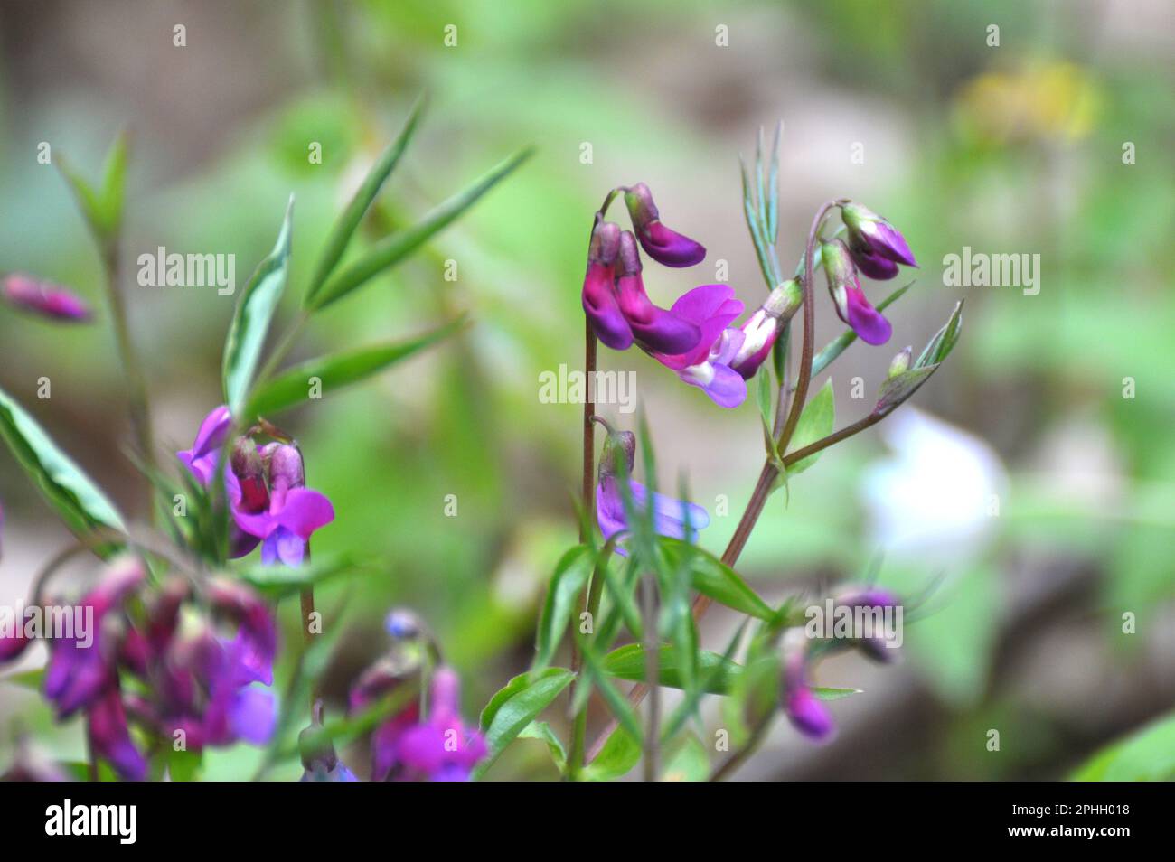 Spring in the wild in the forest blooms Lathyrus vernus Stock Photo - Alamy