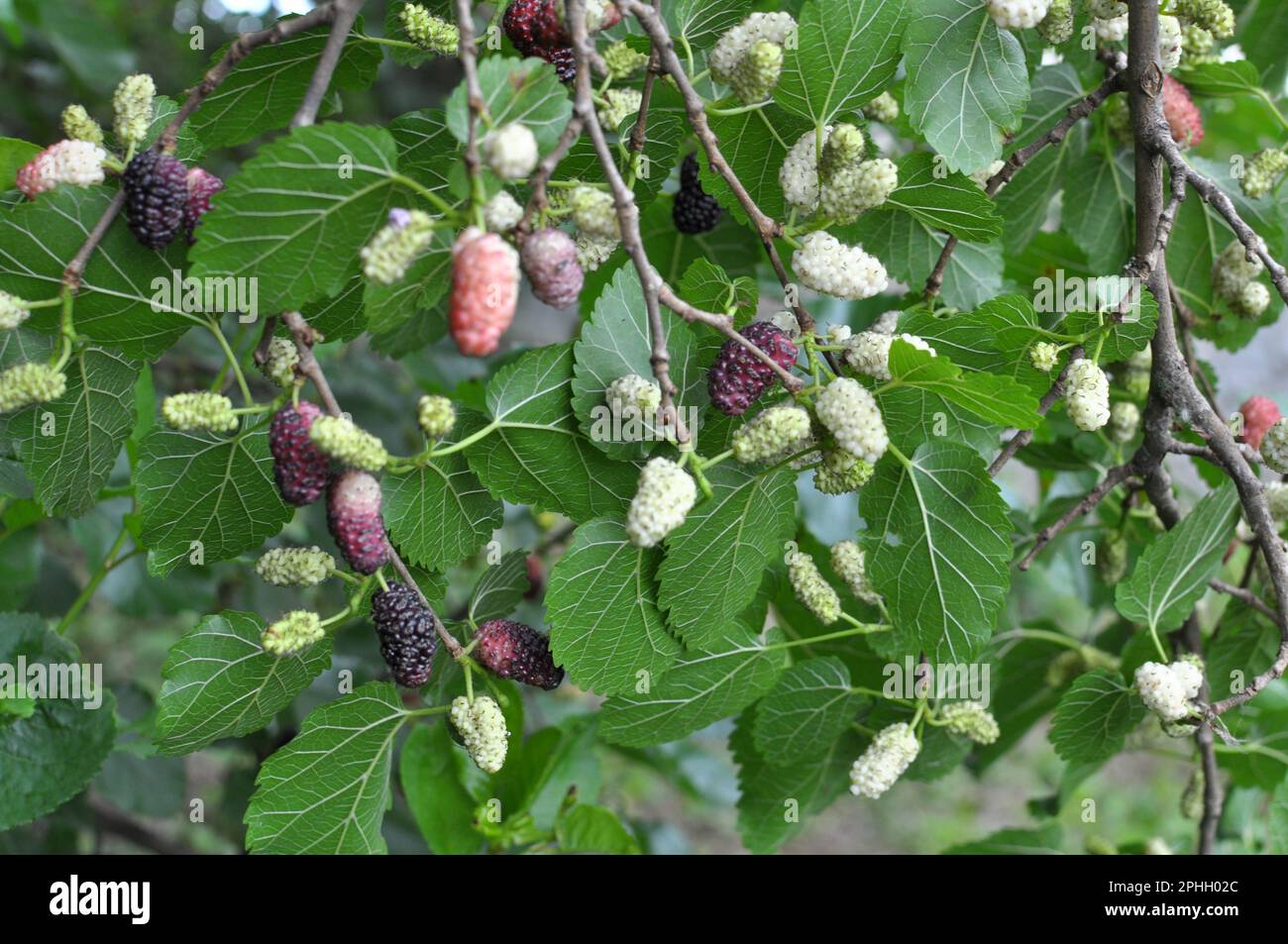 Close up of black mulberry berries (Morus nigra) ripen on a tree branch ...