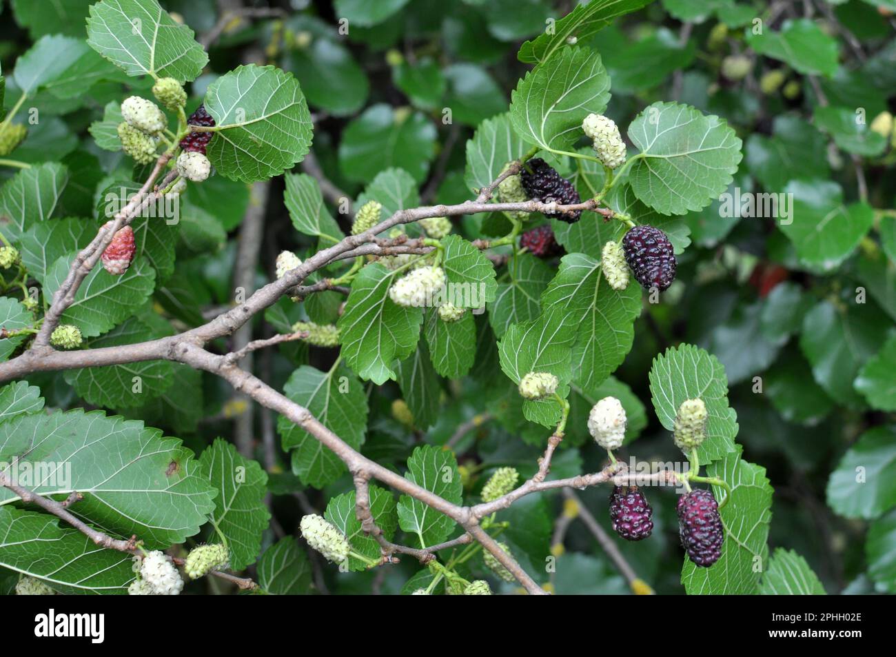 Close up of black mulberry berries (Morus nigra) ripen on a tree branch ...