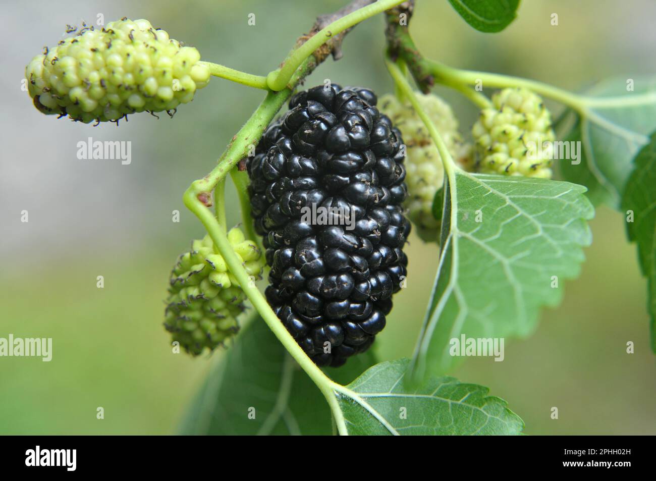 Close up of black mulberry berries (Morus nigra) ripen on a tree branch ...