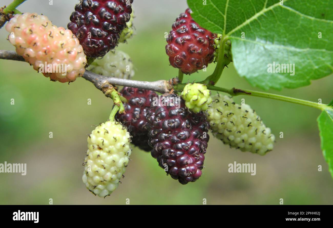 Close up of black mulberry berries (Morus nigra) ripen on a tree branch ...