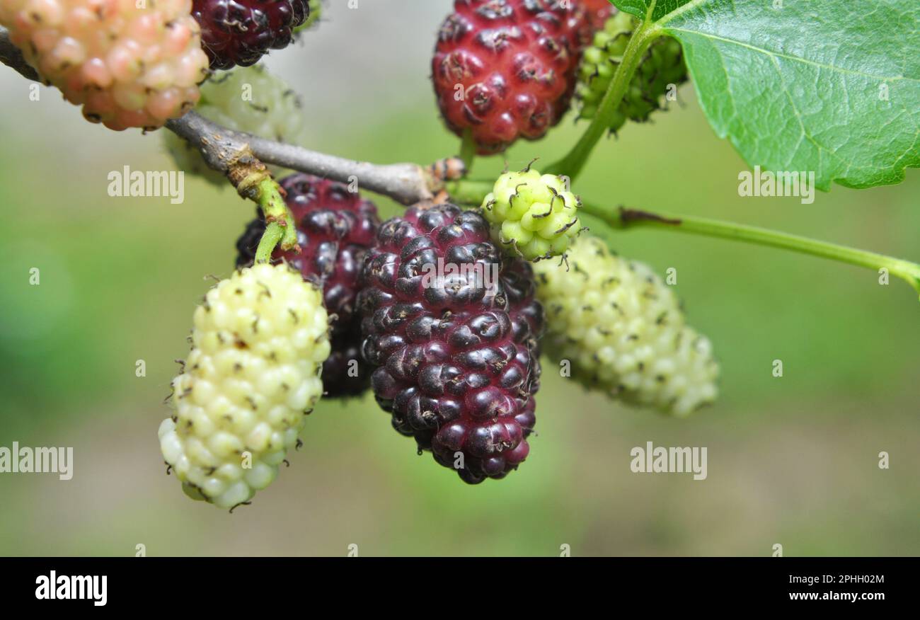 Close up of black mulberry berries (Morus nigra) ripen on a tree branch ...