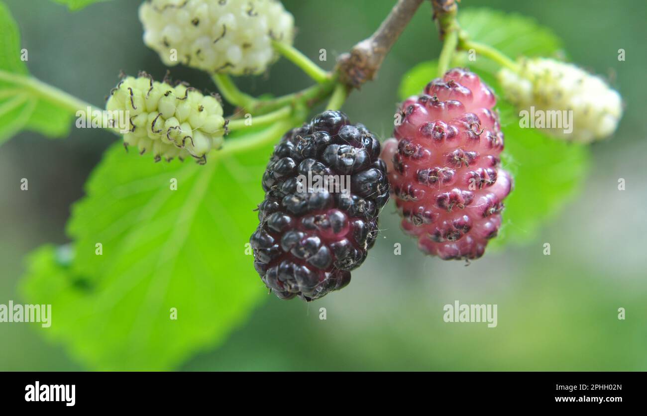 Close up of black mulberry berries (Morus nigra) ripen on a tree branch ...