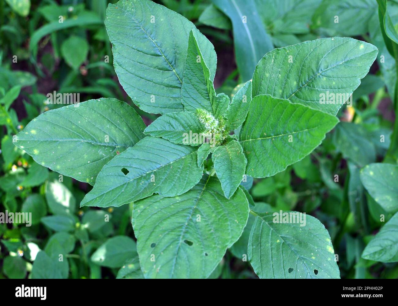 In nature, in the field, like a weed, grows common amaranthus Stock ...