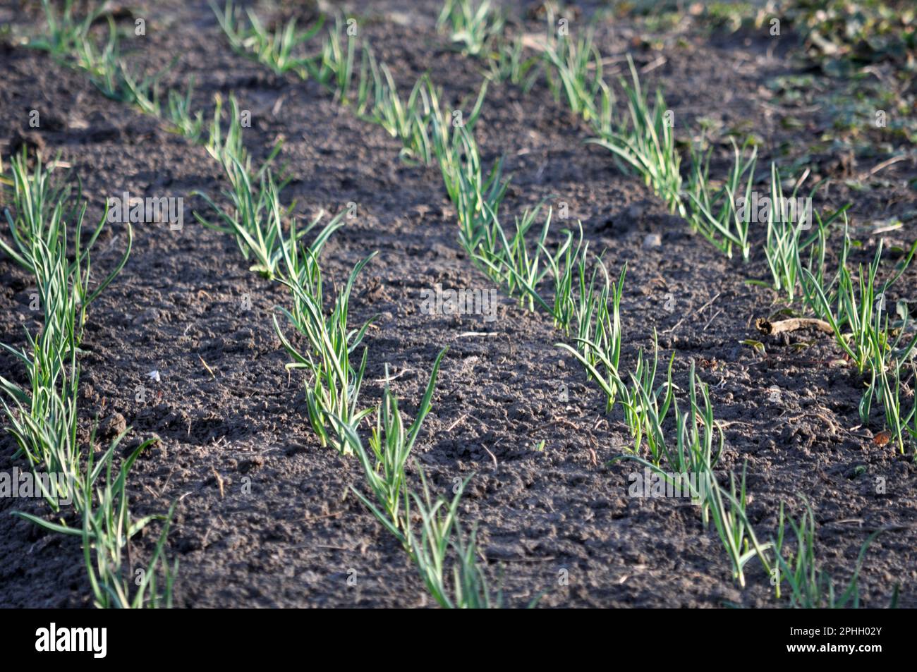 In the field in open organic soil garlic grows Stock Photo - Alamy