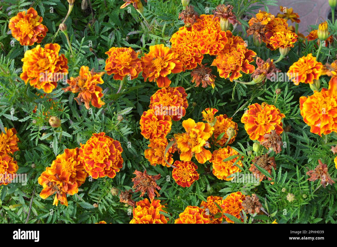 On the flowerbed bushes bloom marigold (tagetes) - annual plant from ...