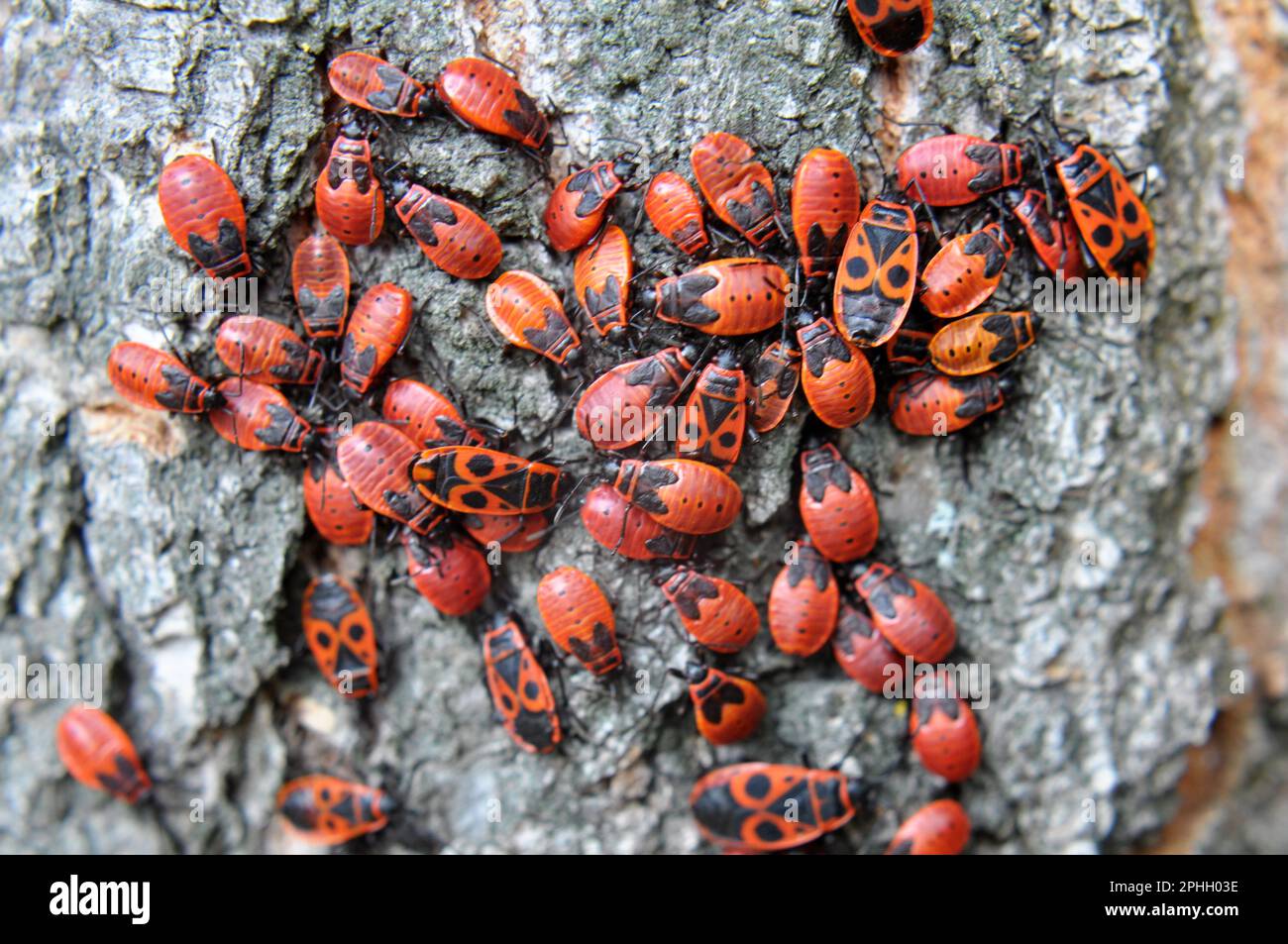 Colony of Pyrrhocoris apterus beetles in the wild on a tree trunk Stock ...