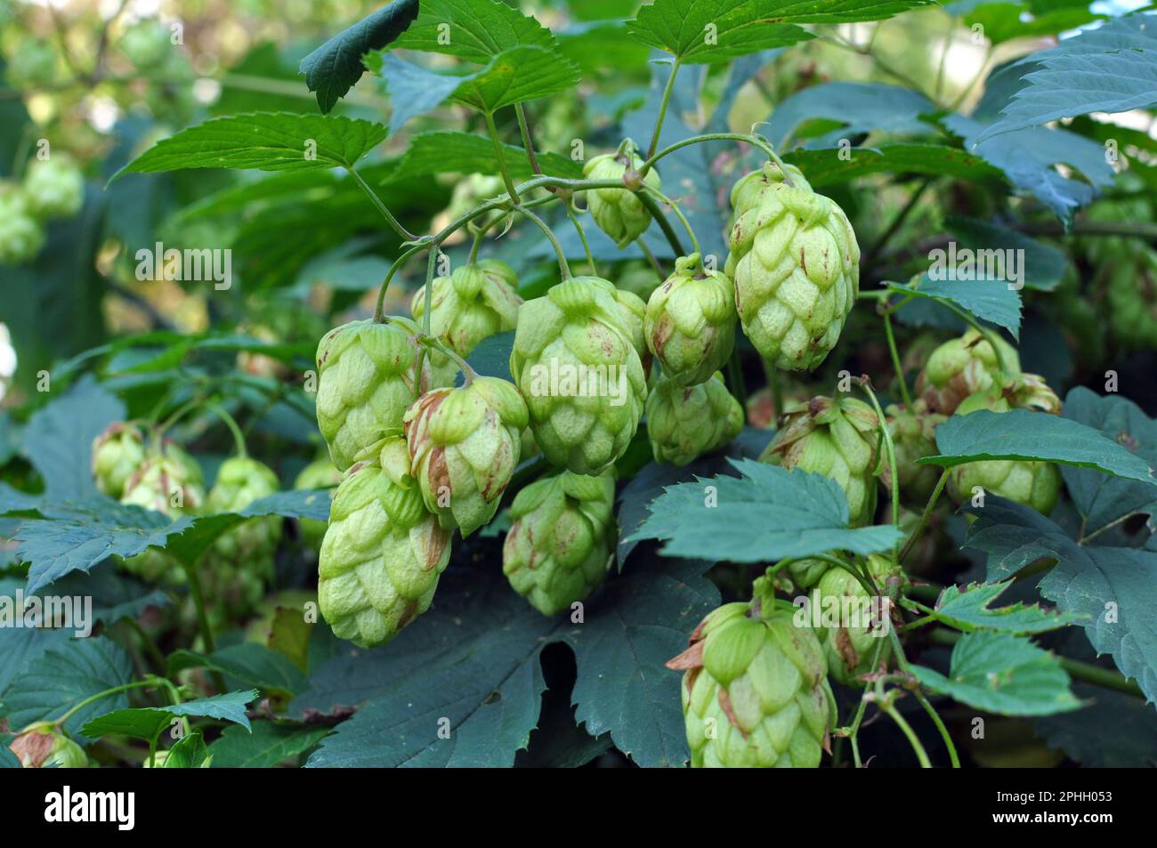 Hop cones grow on the stem of the plant Stock Photo - Alamy
