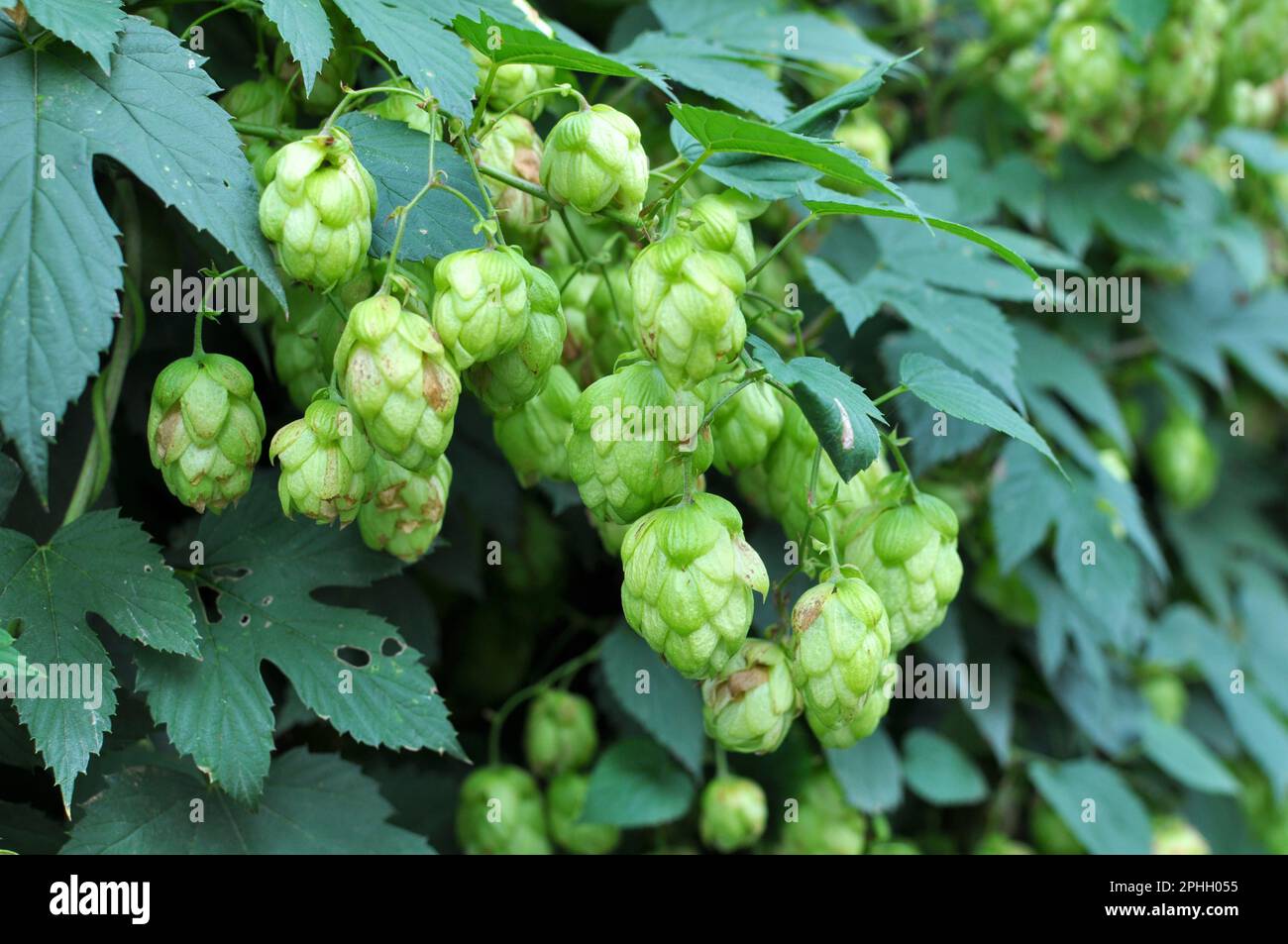 Hop cones grow on the stem of the plant Stock Photo - Alamy
