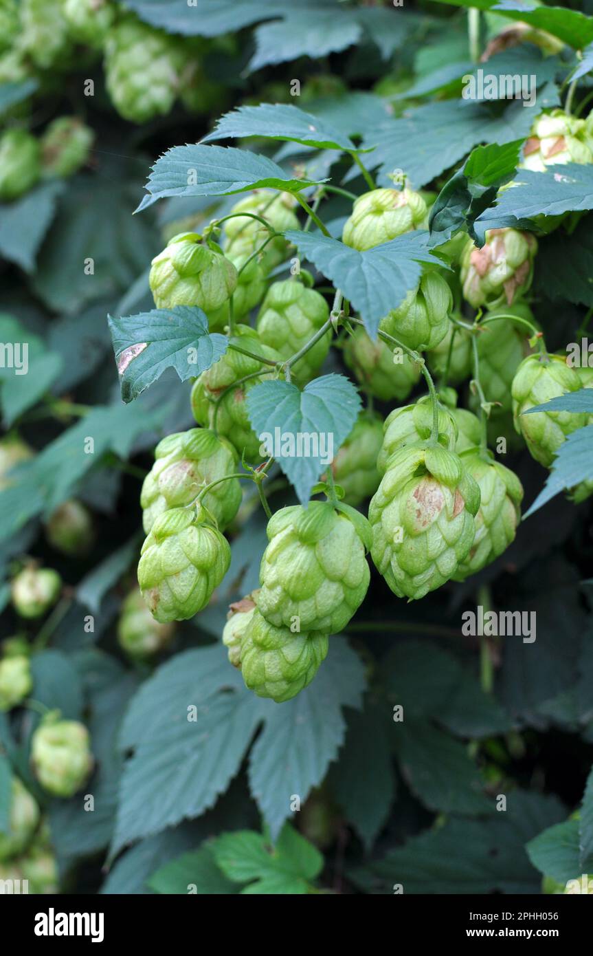 Hop cones grow on the stem of the plant Stock Photo - Alamy
