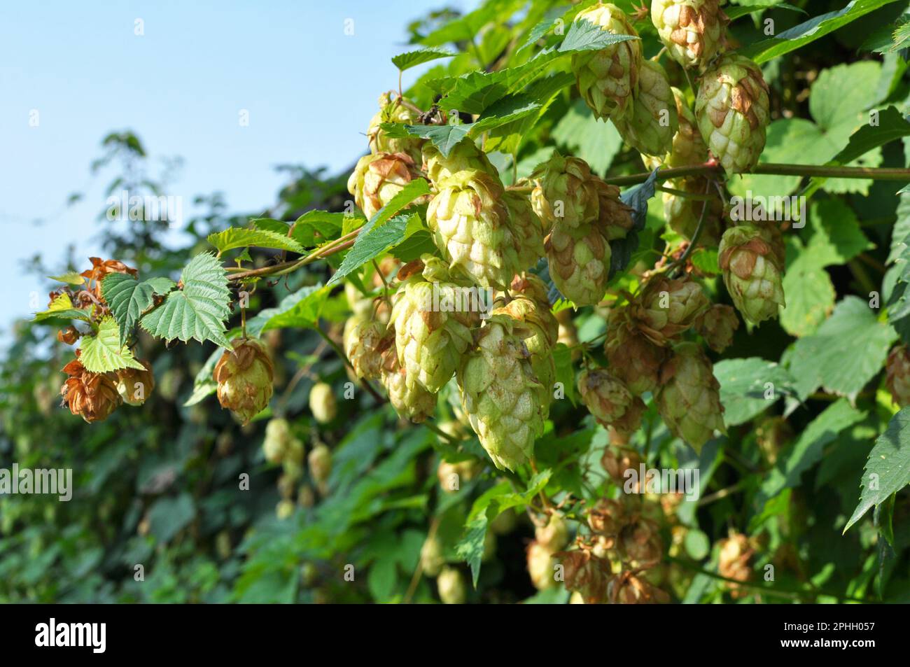 Hop cones grow on the stem of the plant Stock Photo - Alamy