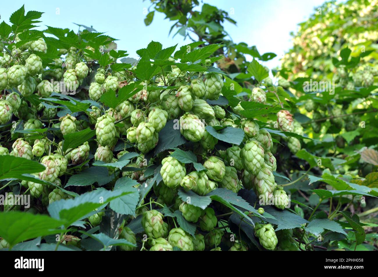 Hop cones grow on the stem of the plant Stock Photo - Alamy