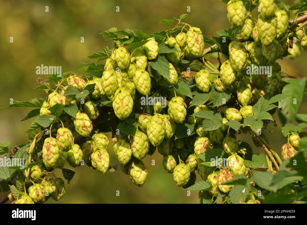 Hop cones grow on the stem of the plant Stock Photo - Alamy