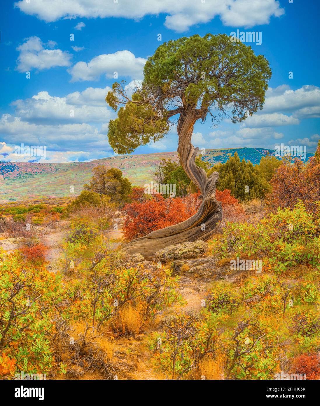 Juniper Tree, Black Canyon of the Gunnison National Park, Colorado ...