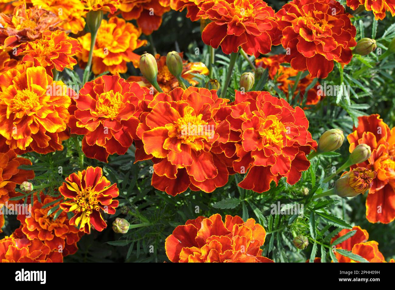 On the flowerbed bushes bloom marigold (tagetes) - annual plant from ...