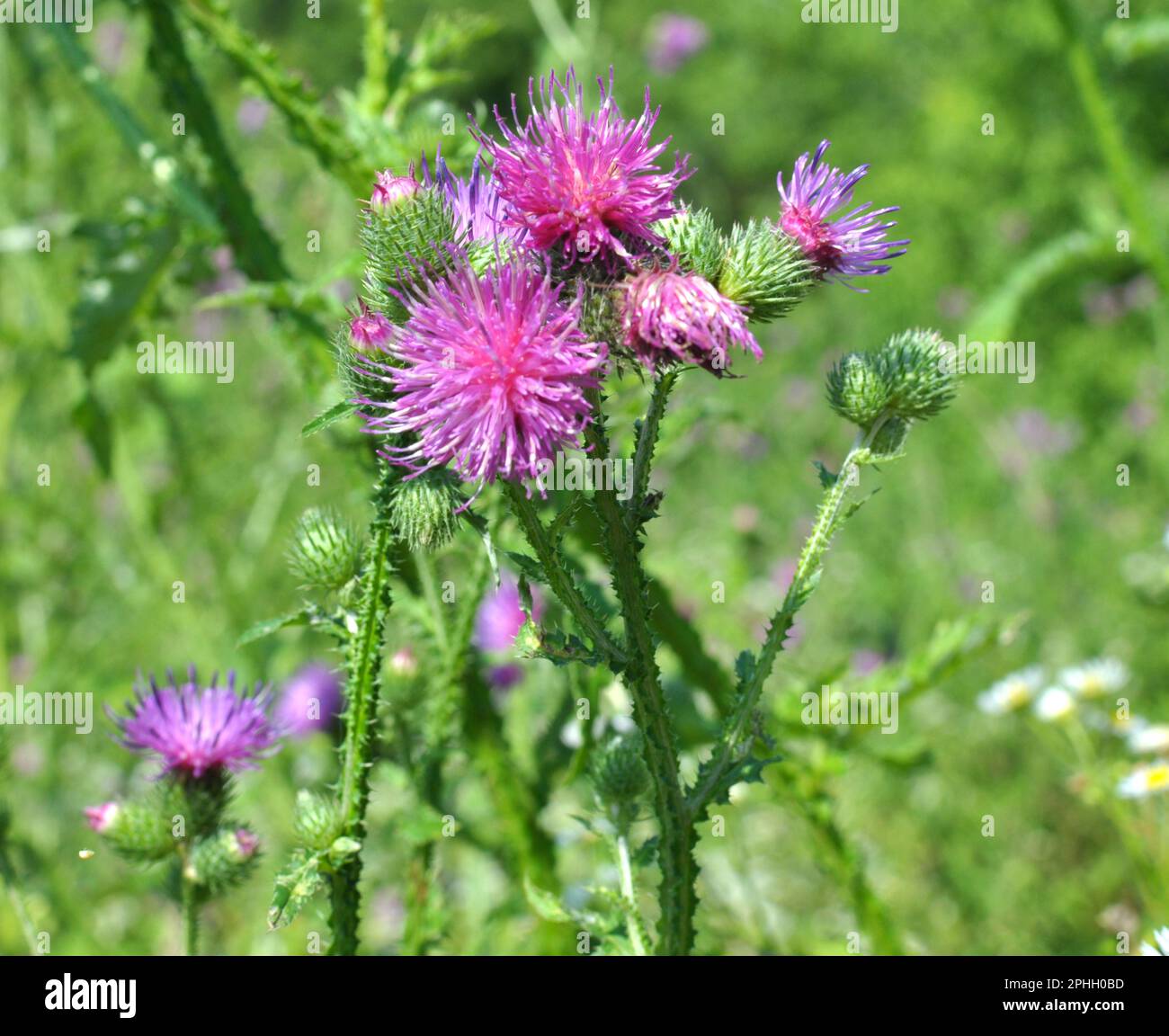 Thistle (Carduus acanthoides) grows in the wild in summer Stock Photo ...