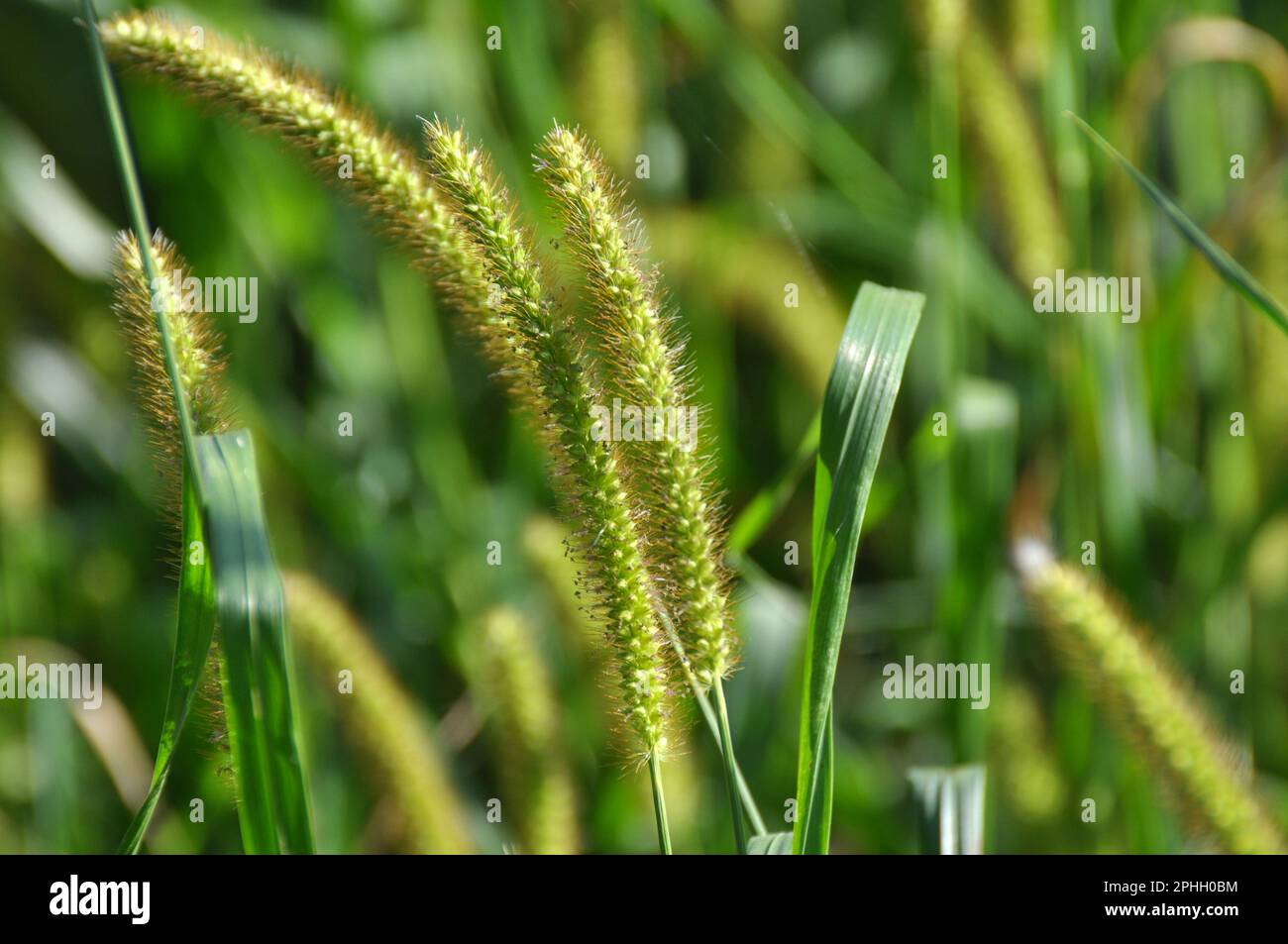 Setaria grows in the field in nature Stock Photo - Alamy
