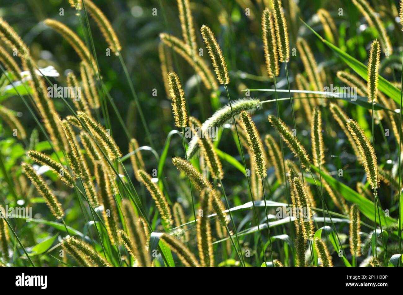 Setaria grows in the field in nature Stock Photo - Alamy