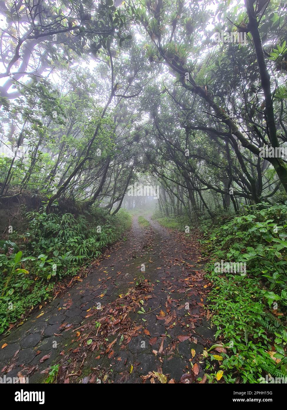 Pathway forest beautiful misty in hi-res stock photography and images ...