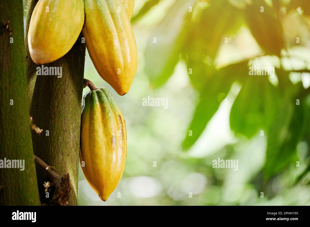 Bean growth hi-res stock photography and images - Alamy