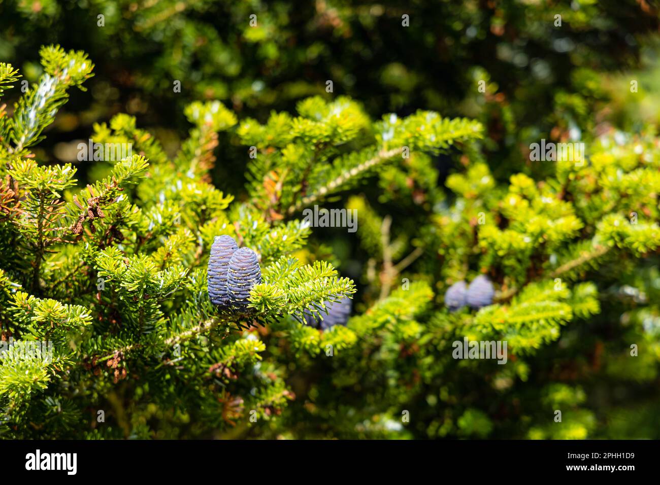 Small young blue cones growing upwards on Korean fir on a sunny day ...