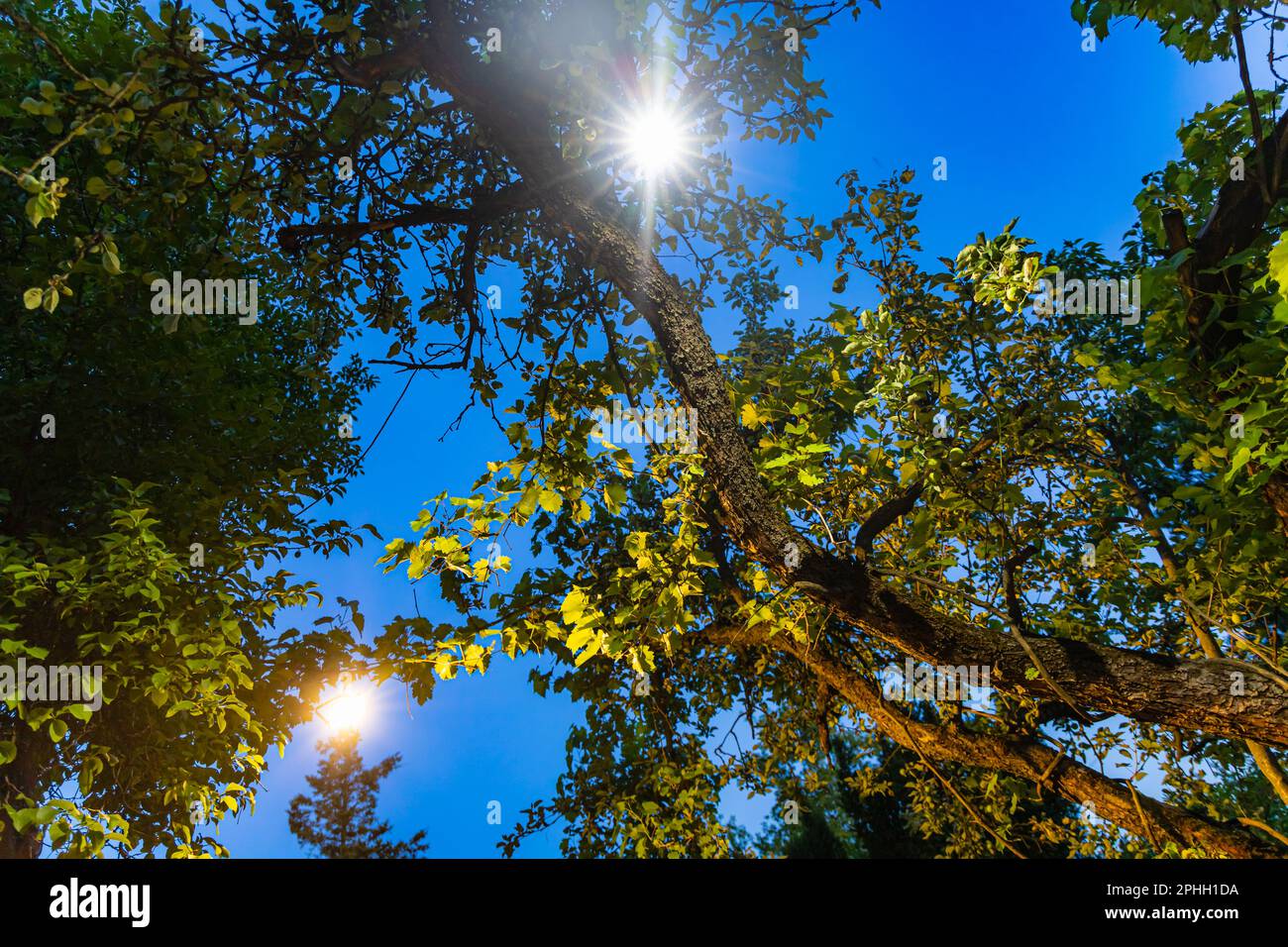 Small young blue cones growing upwards on Korean fir on a sunny day ...